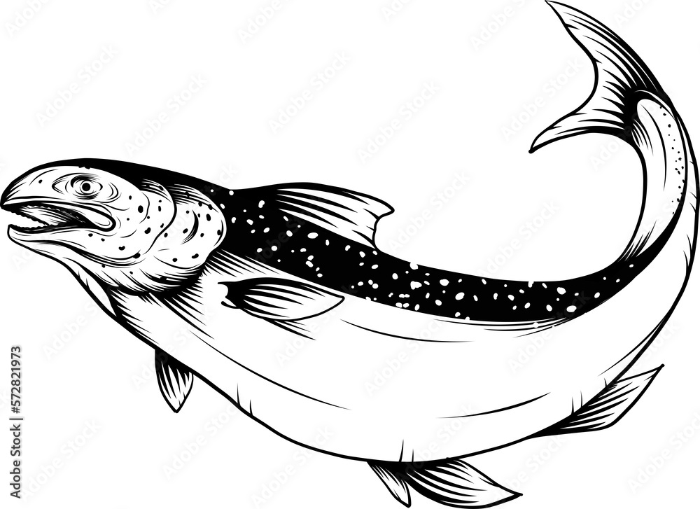 Salmon art highly detailed in line art style.Fish png by hand drawing ...