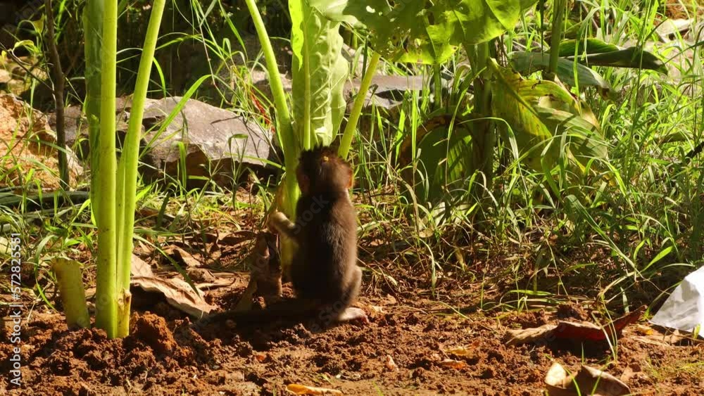 Macaca fascicularis or long-tailed monkeys have gray-brown or reddish ...