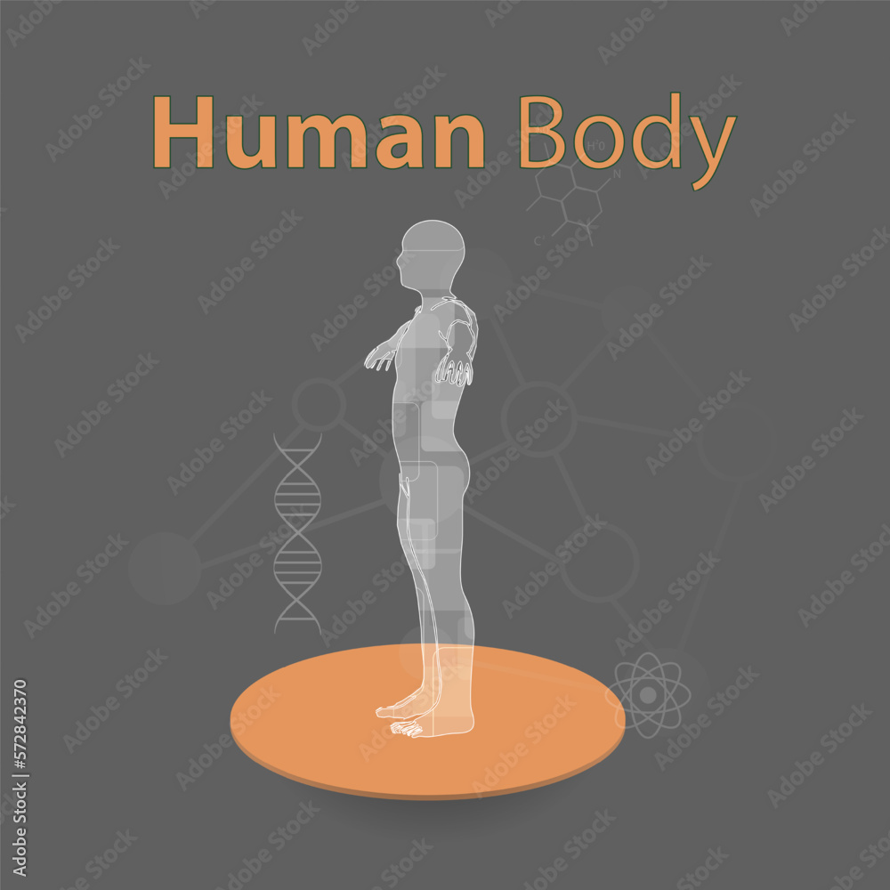 Infographics Human Body Anatomy. concept health, medicine. Stock Vector ...