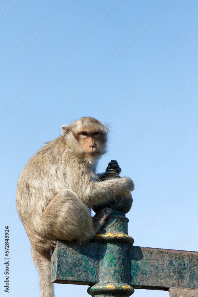Photo & Art Print Monkey (long-tailed macaques ) in Prang Sam Yot known ...