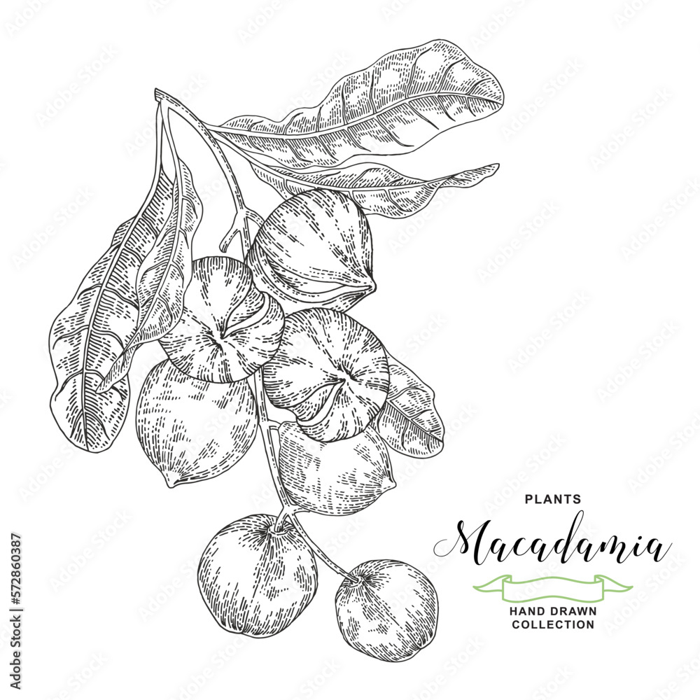 Macadamia nut. Hand drawn Macadamia branch with nuts and leaves. Vector ...