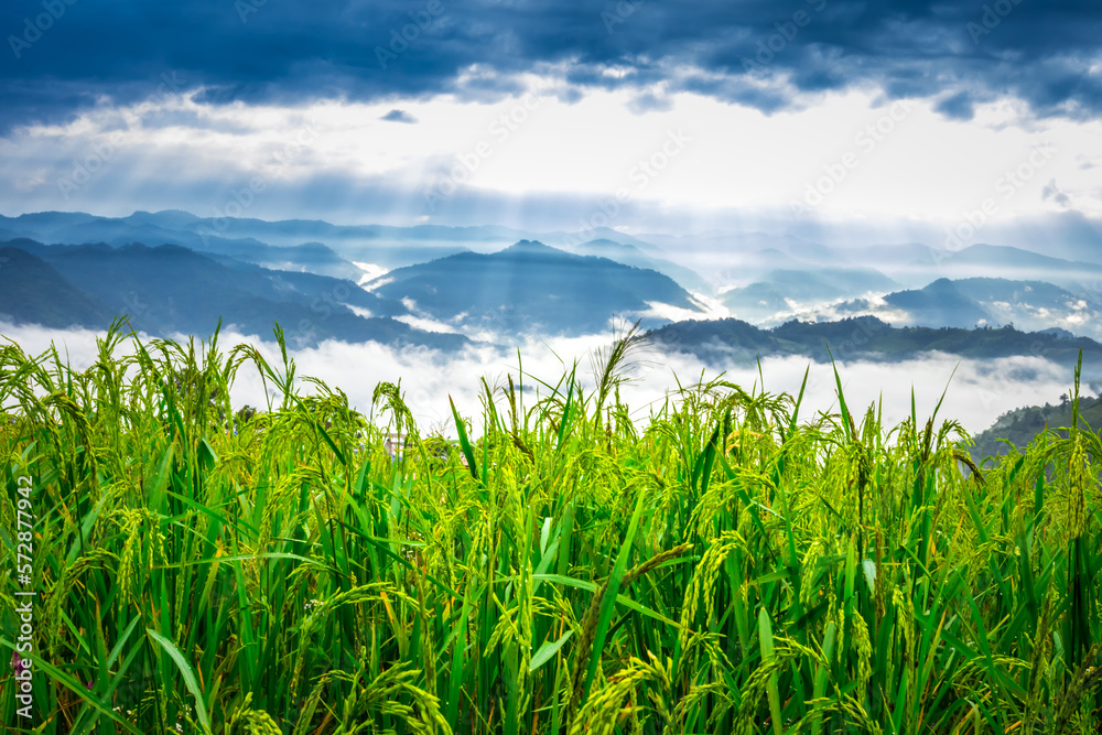 Green rice fields with mountain background. Green rice fields, with fog ...