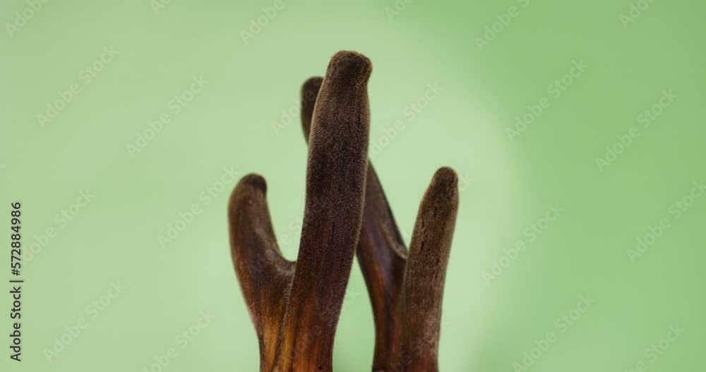Velvet antler in green background. cartilaginous antler in a ...
