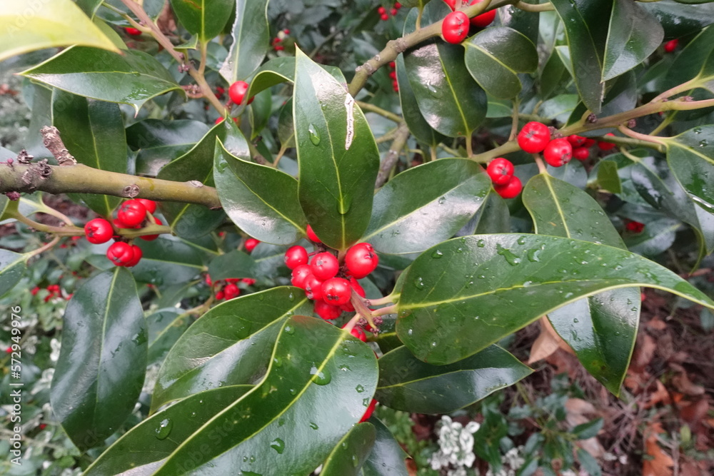 European holly with deep red poisonous fruits and dark green leaves ...