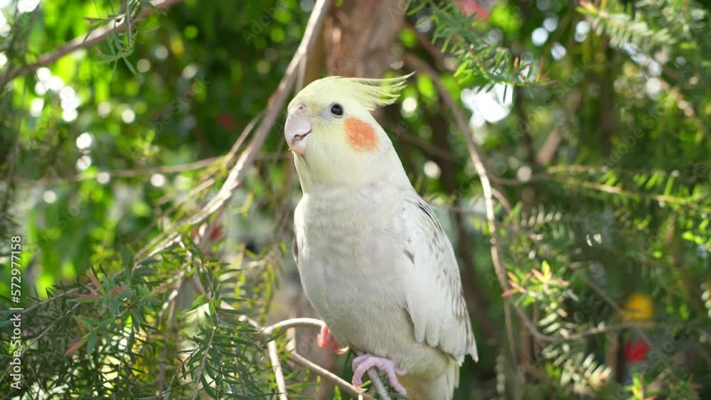 Female cockatiel parrot bird playing on a branch of tree. Cockatiels ...
