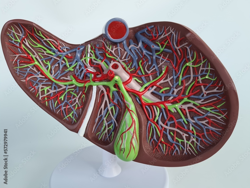 Artificial plastic model of liver. Anatomy of liver Stock Photo | Adobe ...