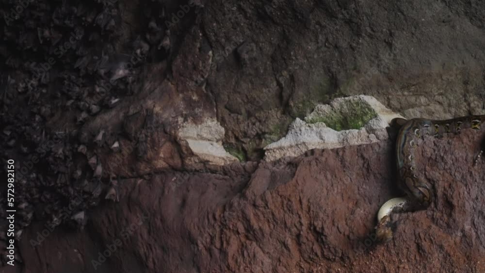 Close-up of a python lying on a rock of dark cave eating a little ...