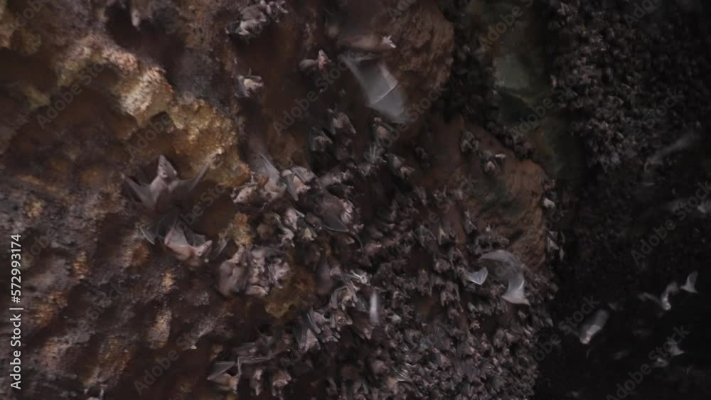 Cave wall of flying foxes scattering away in fear. Spooky habitat of a ...