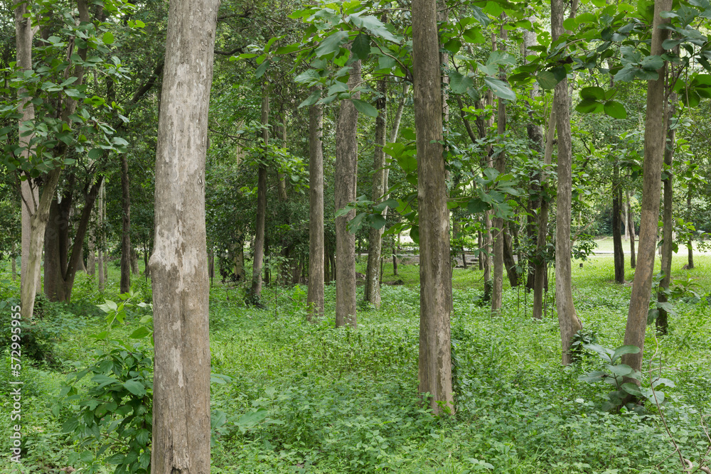 Fotka „ Teak Trees in Thailand precious hardwoods one of the last major ...