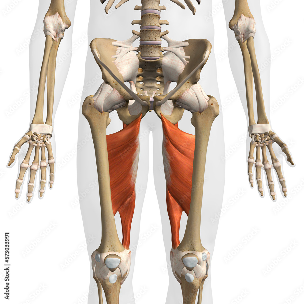 Male Adductor Magnus Muscles Front View Isolated On White Background