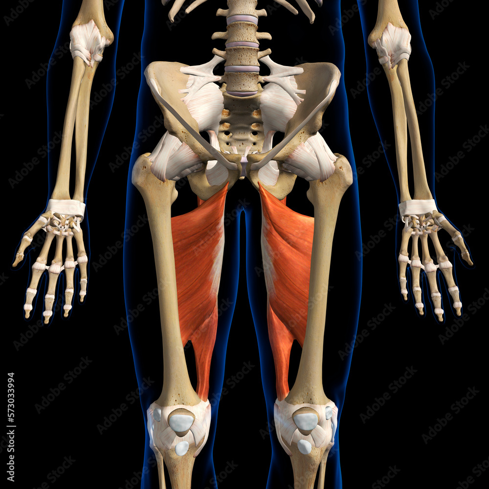 Male Adductor Magnus Muscles Front View Isolated on Black Background ...