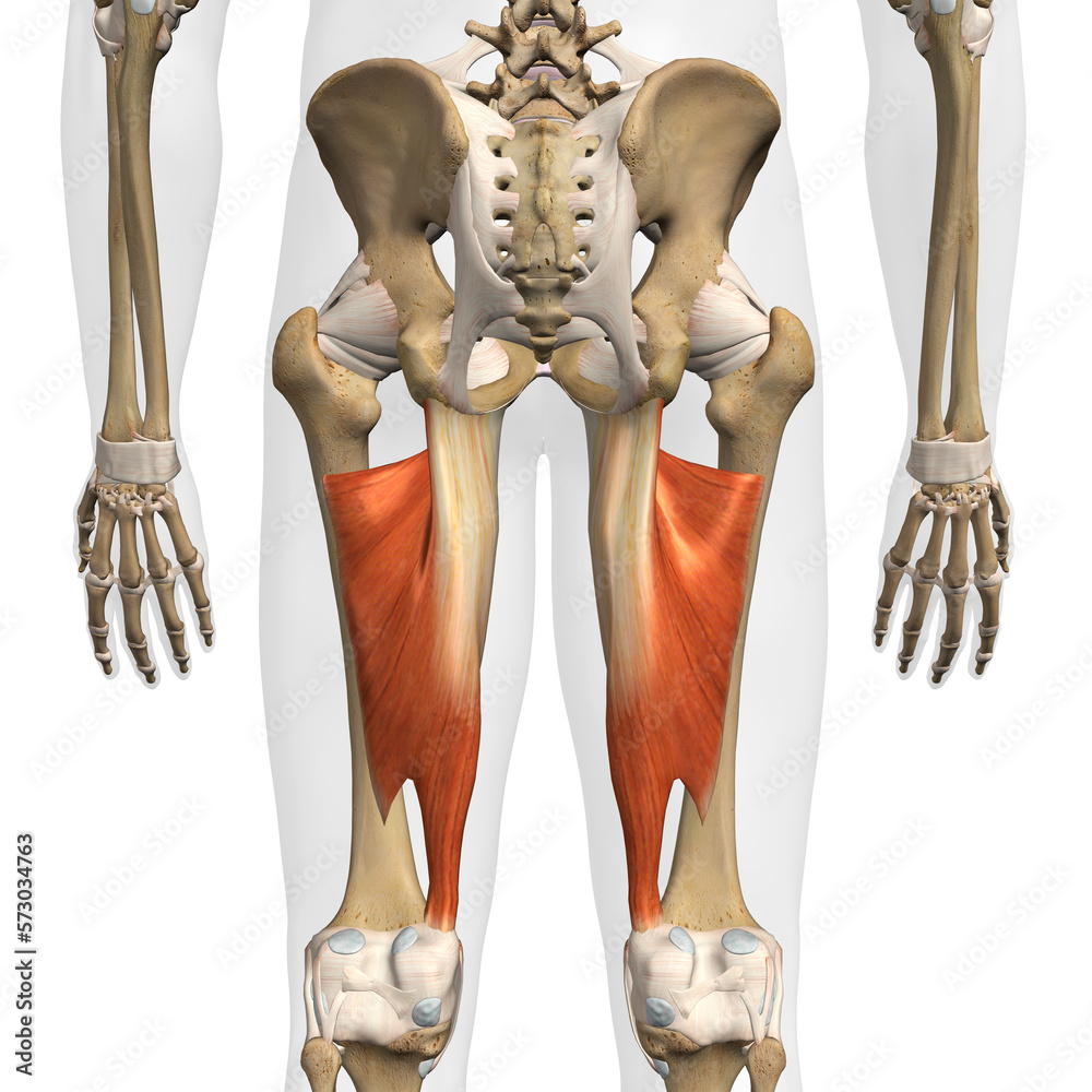 Male Adductor Magnus Muscles Isolated on White Background with Skeletal ...