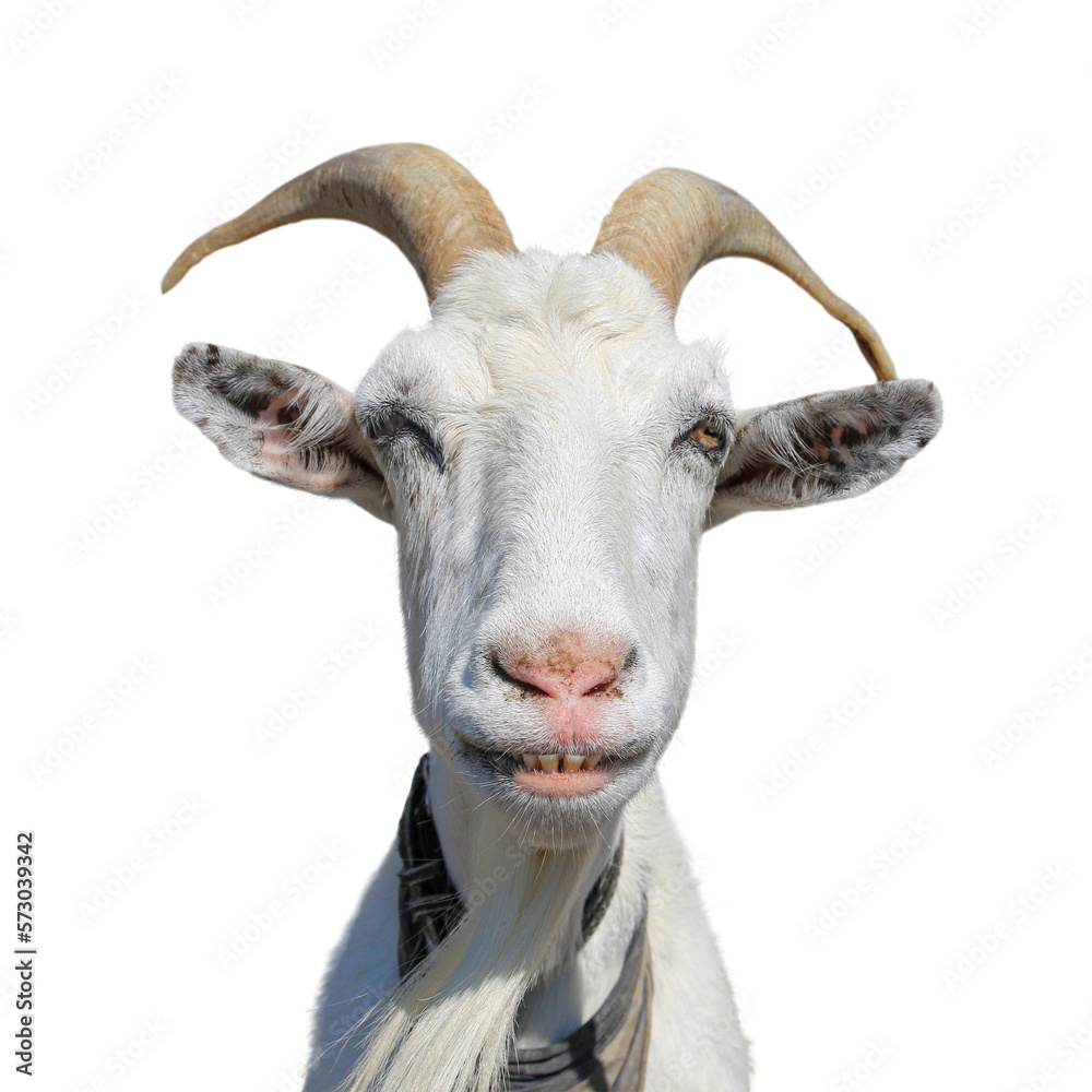 Portrait of a smile goat closeup PNG isolated on transparent background ...