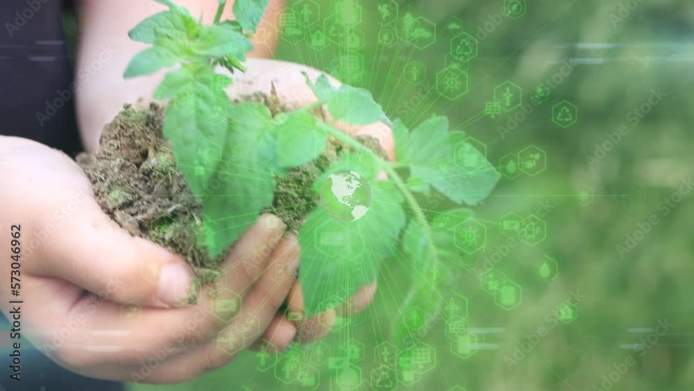close up hands holding sapling of young oak tree. palms embrace the ...