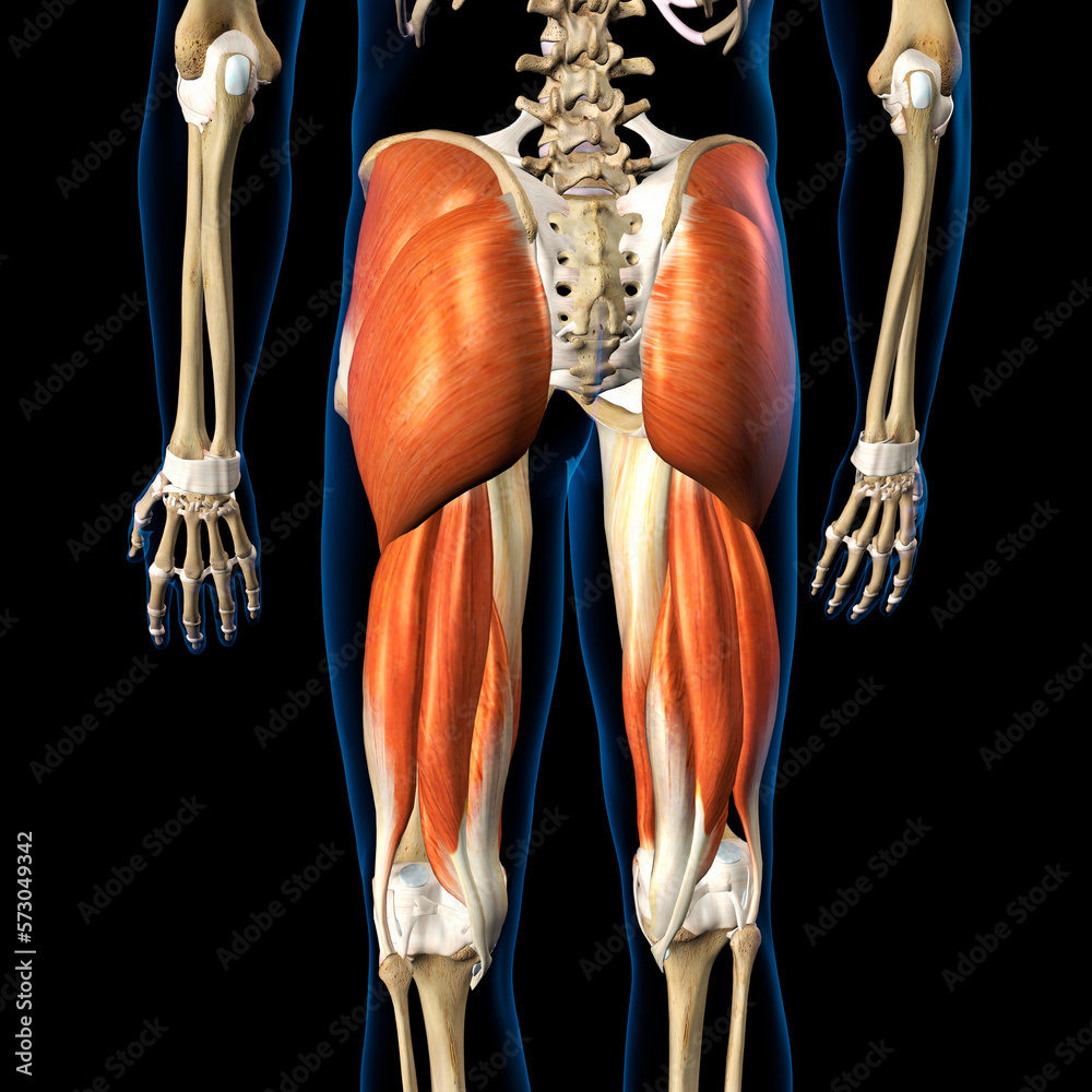 Male Hip Extensor Muscle Complex on Black Background Stock Illustration ...