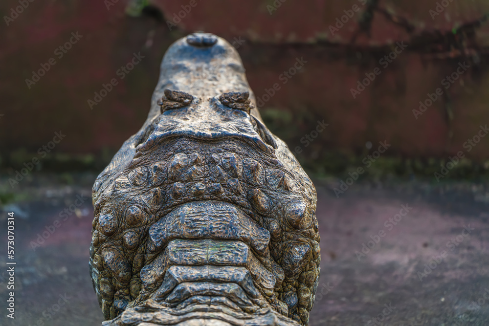 Posterior view of the head of an Amazonian crocodile Stock Photo ...