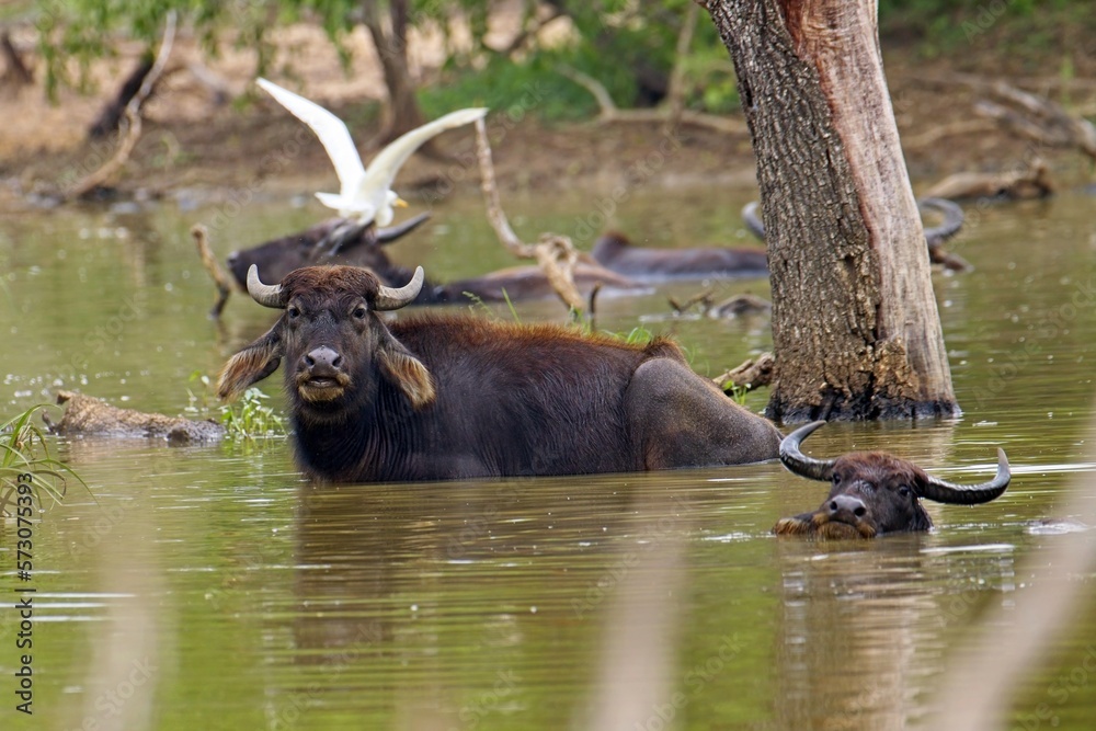 Refreshment of Water buffalo. Male water buffalo bathing in the pond in ...