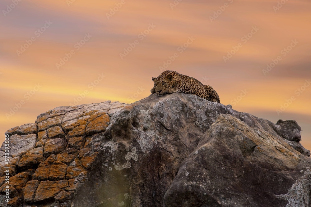 Sri Lankan leopard, Panthera pardus kotiya, predator native to Sri ...