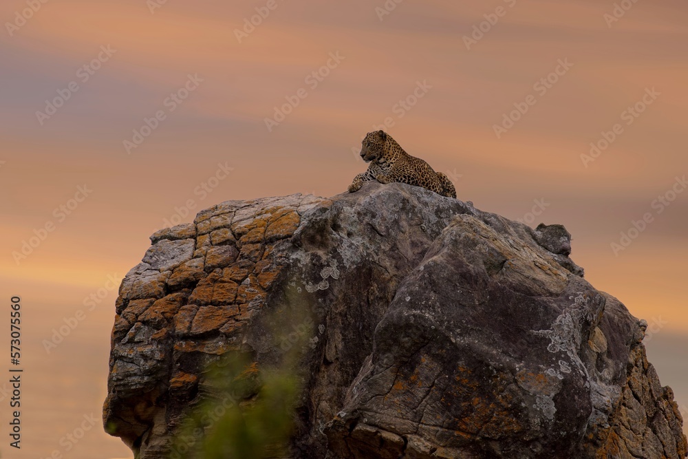 Sri Lankan leopard, Panthera pardus kotiya, predator native to Sri ...