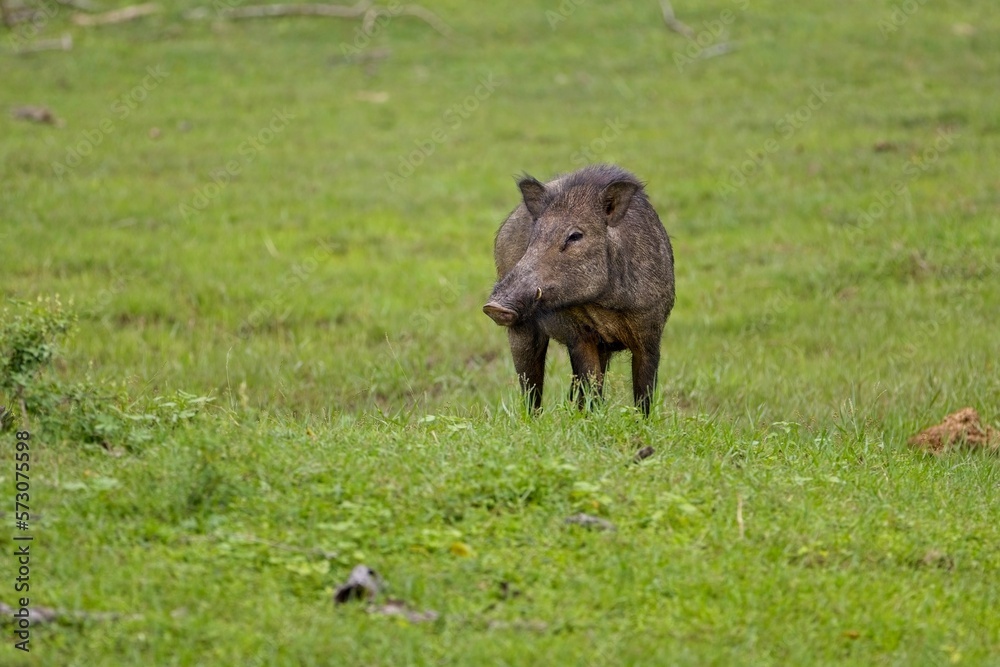 The Indian boar (Sus scrofa cristatus), also known as the Andamanese ...