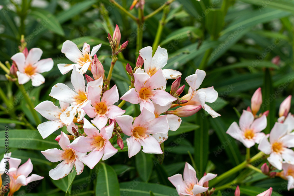 Flowering shrub Oleander (Nerium oleander). Stock Photo | Adobe Stock