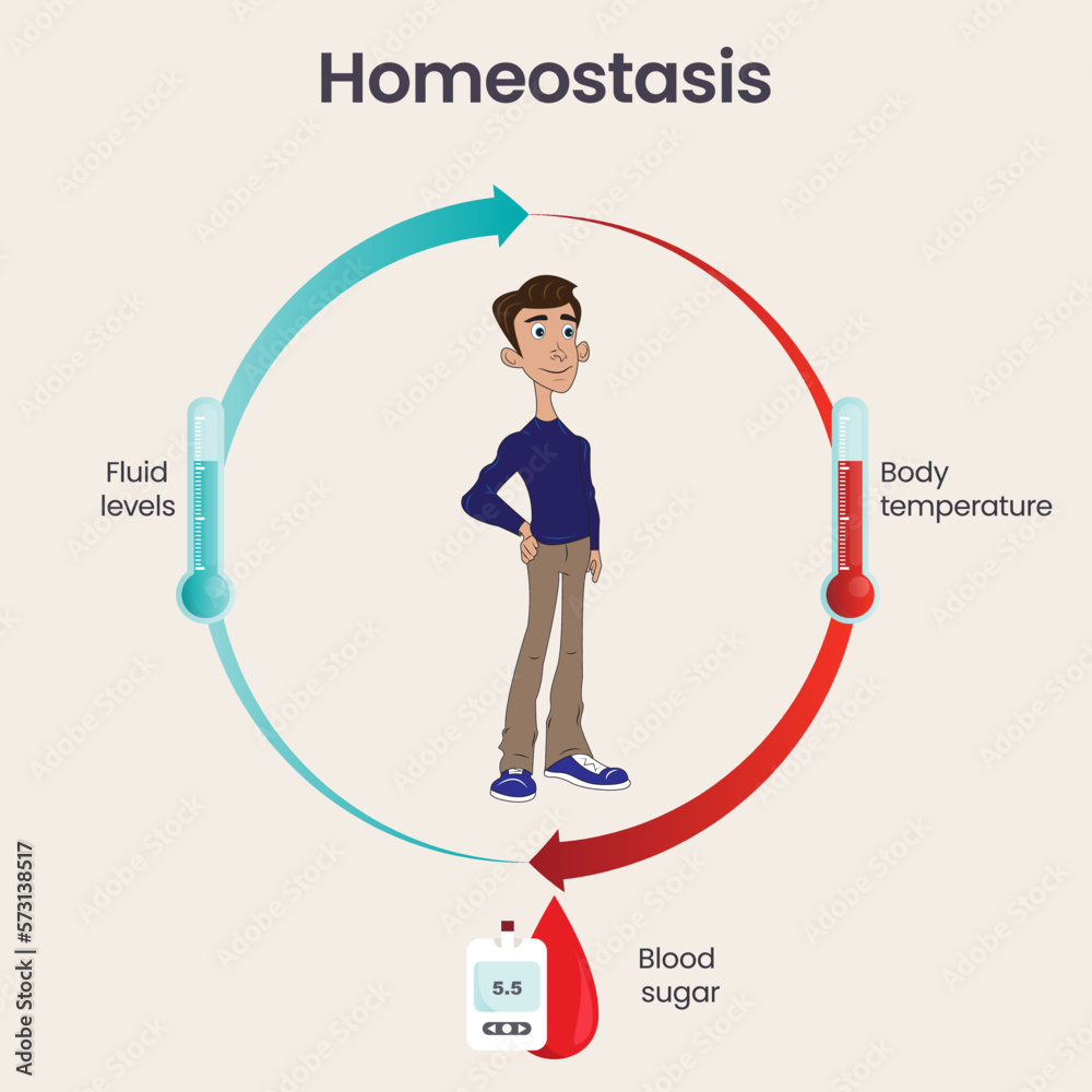 Biology homeostasis science vector illustration infographic Stock ... Biology homeostasis science vector illustration infographic Stock ...