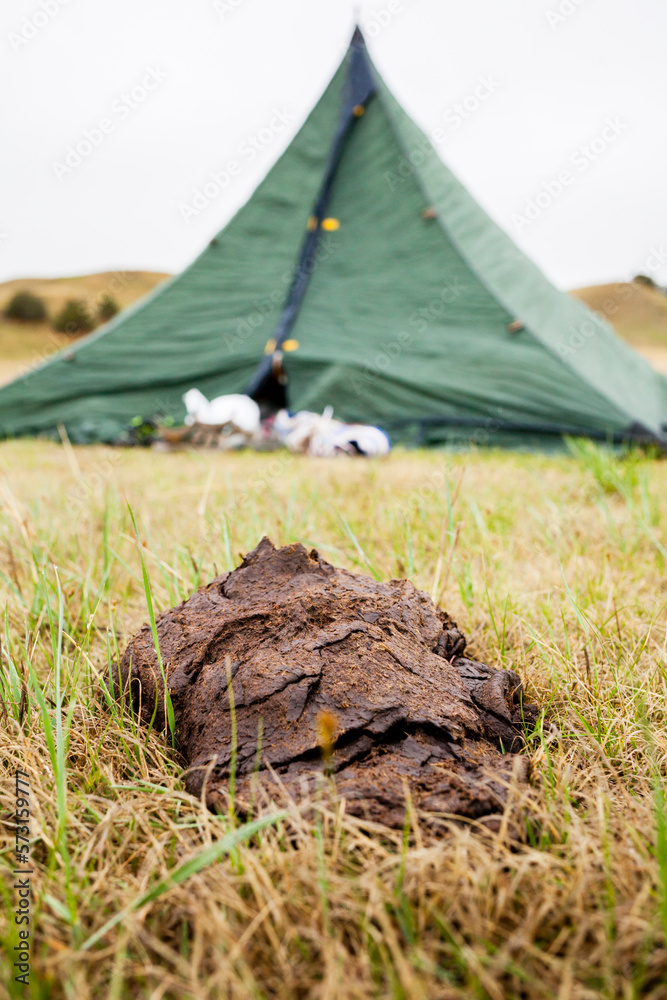 Giant buffalo poop in front of tent Stock Photo | Adobe Stock