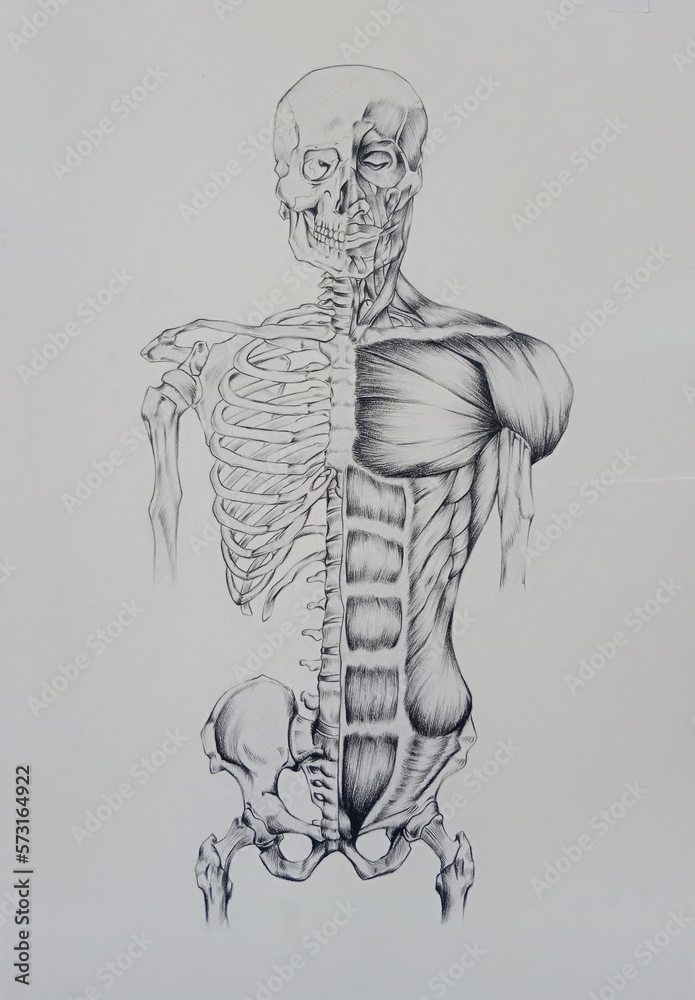 Human skeleton in front and muscles on white background. Stock ...
