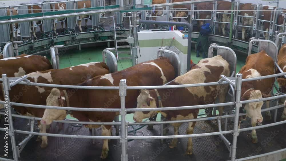 Vidéo Stock This stock video shows the automated process of milking ...