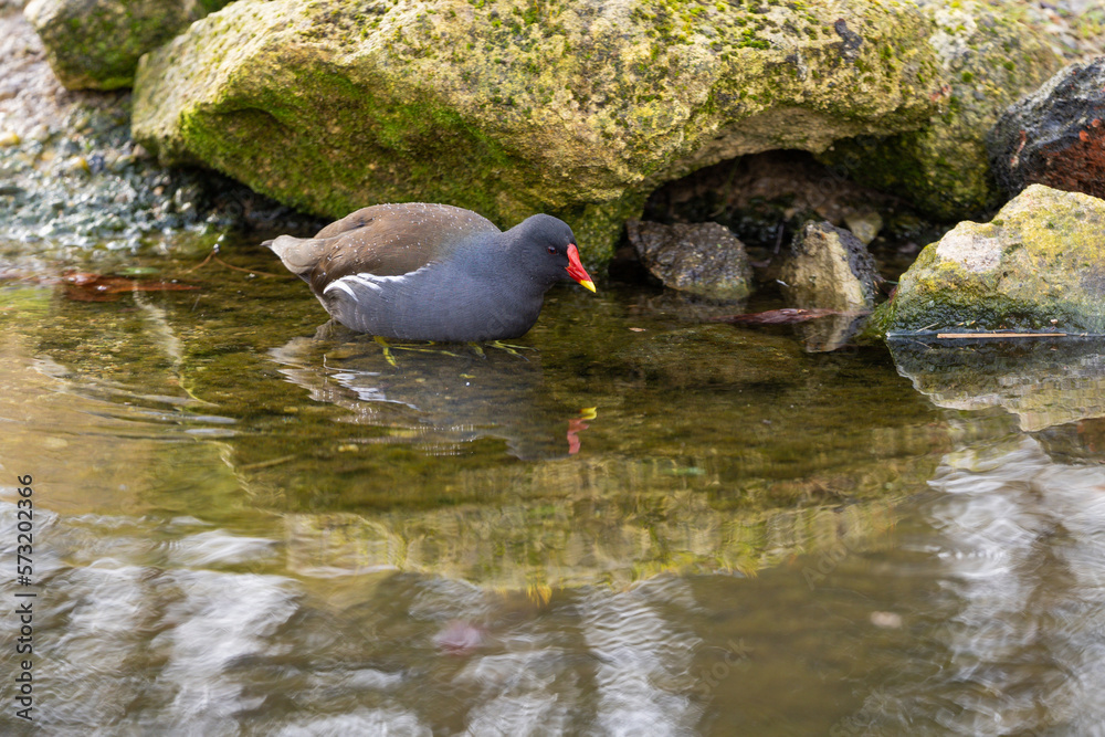Common moorhen (Gallinula chloropus), also known as the waterhen or ...