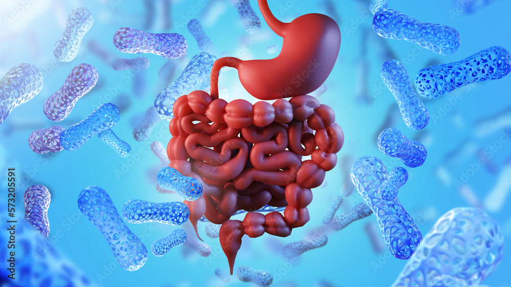 Probiotics for digestive system. Microbiome cells near stomach ...