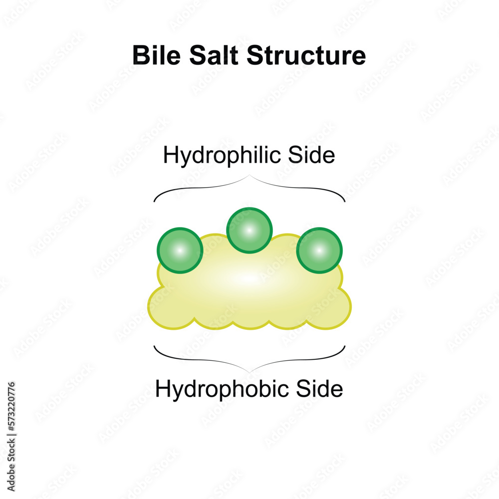 Scientific Designing of Bile Salt Structure. Vector Illustration. Stock ...