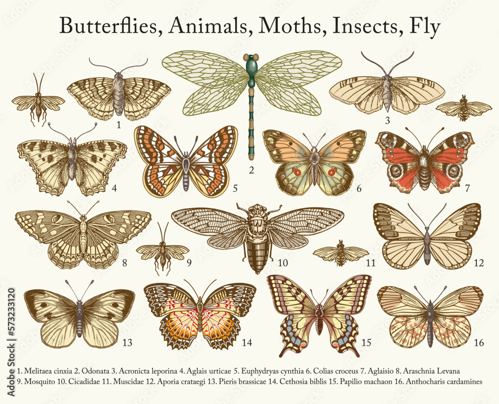 Seamless pattern. Butterfly Butterflies animals moths insect fly ...