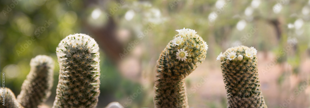 Lady Finger cactus (Mammillaria elongata) is small cactus plant, white ...
