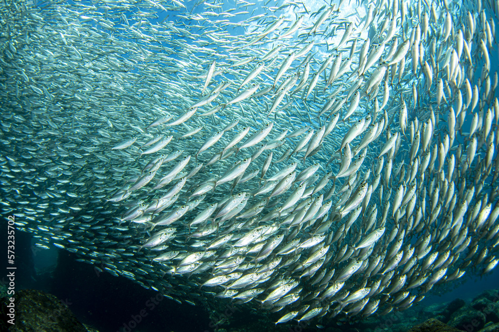 inside a giant sardines school of fish bait ball ภาพถ่ายสต็อก | Adobe Stock