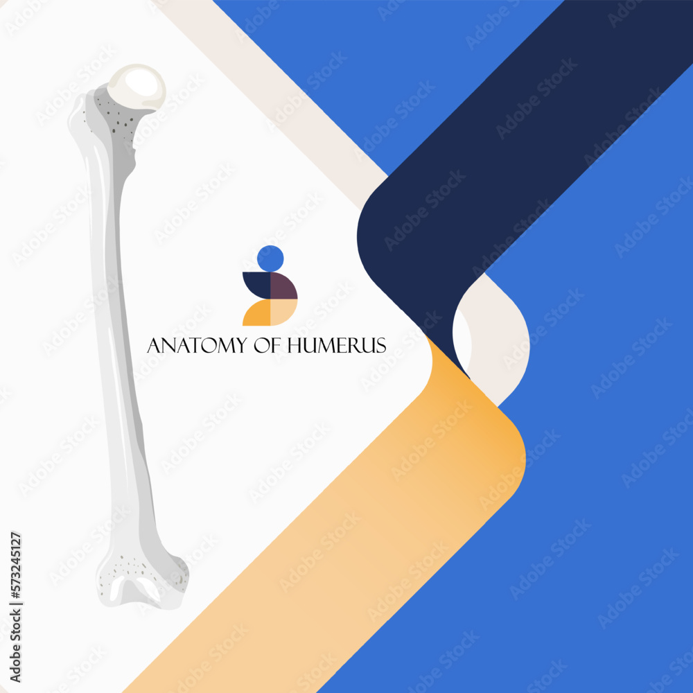 Medical orthopedic anatomy abstract background. Treatment for ...