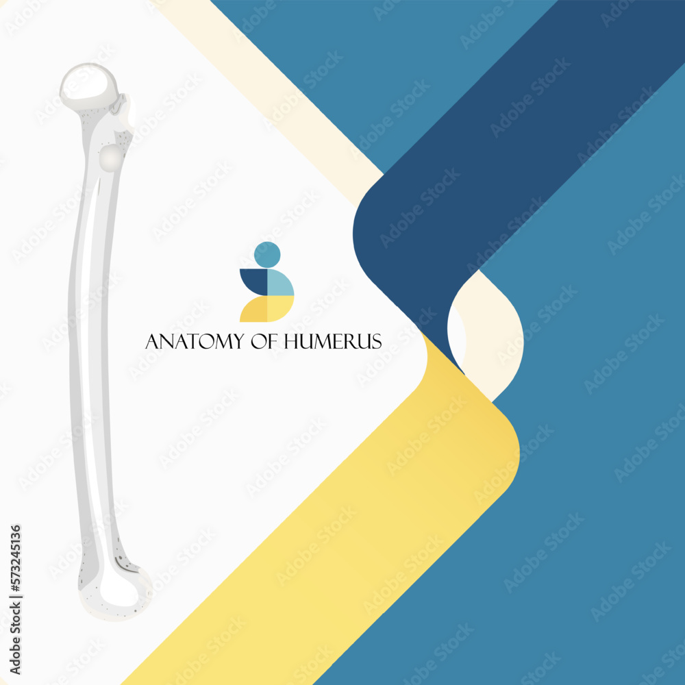 Medical orthopedic anatomy abstract background. Treatment for ...