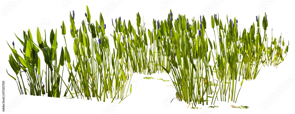 Isolated cutout PNG of a water plant on a transparent background Stock ...