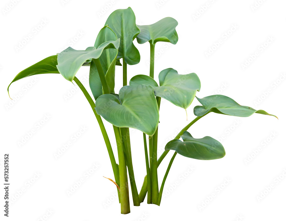 Isolated cutout PNG of a water plant on a transparent background Stock ...