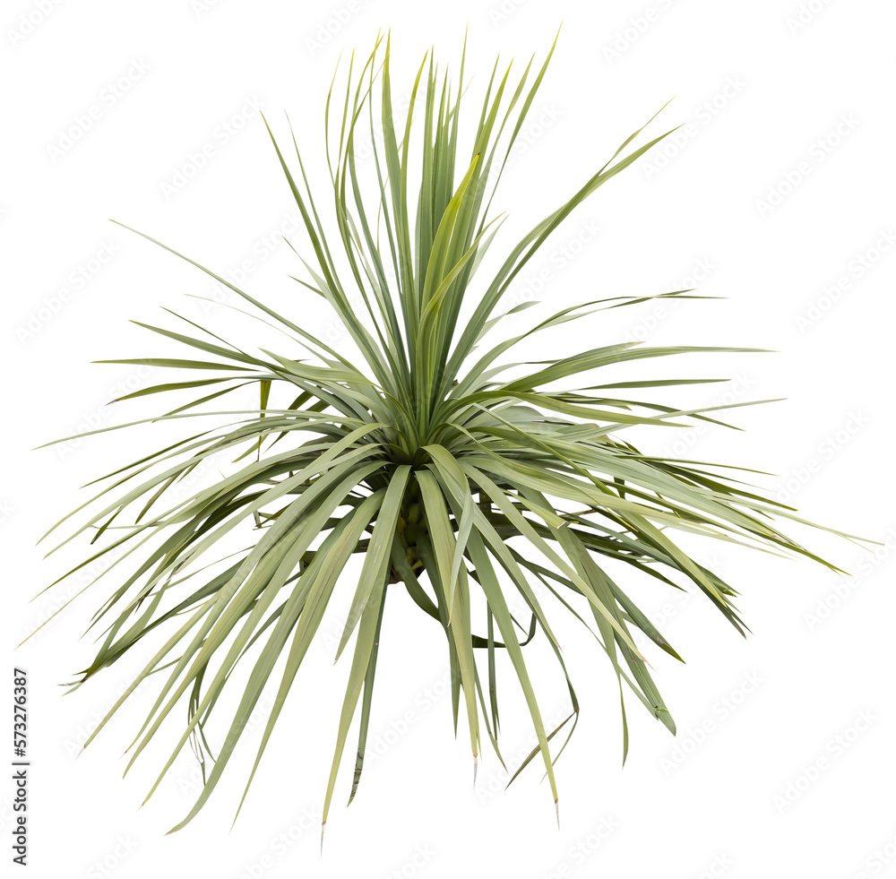 Isolated cutout PNG of a yucca on a transparent background Stock Photo ...