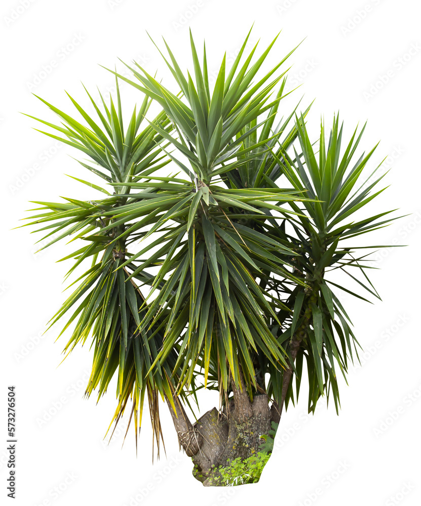 Isolated cutout PNG of a yucca on a transparent background Stock Photo ...