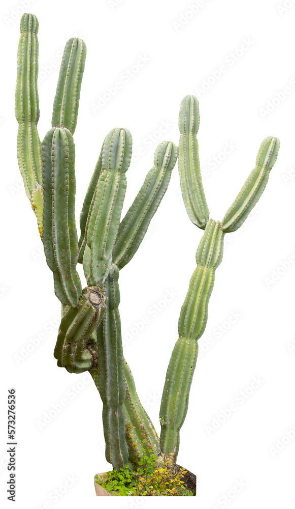 Isolated cutout PNG of a cactus on a transparent background Stock Photo ...