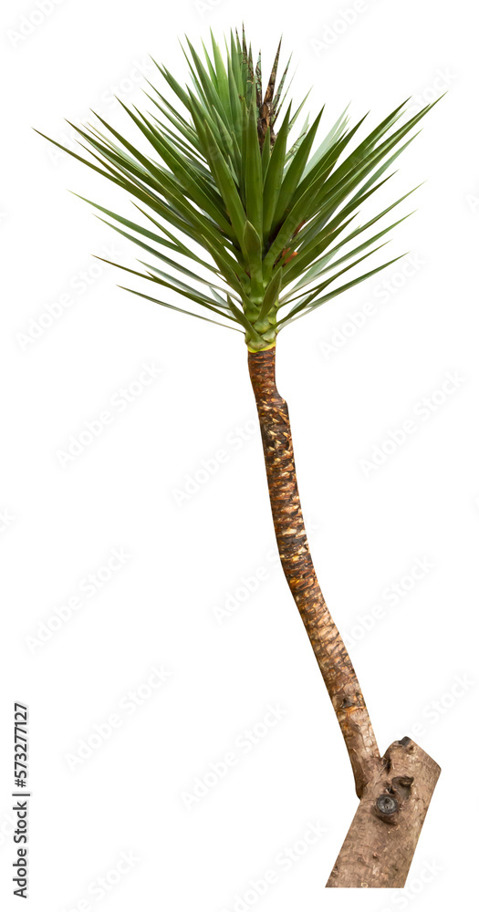 Isolated cutout PNG of a yucca on a transparent background Stock Photo ...