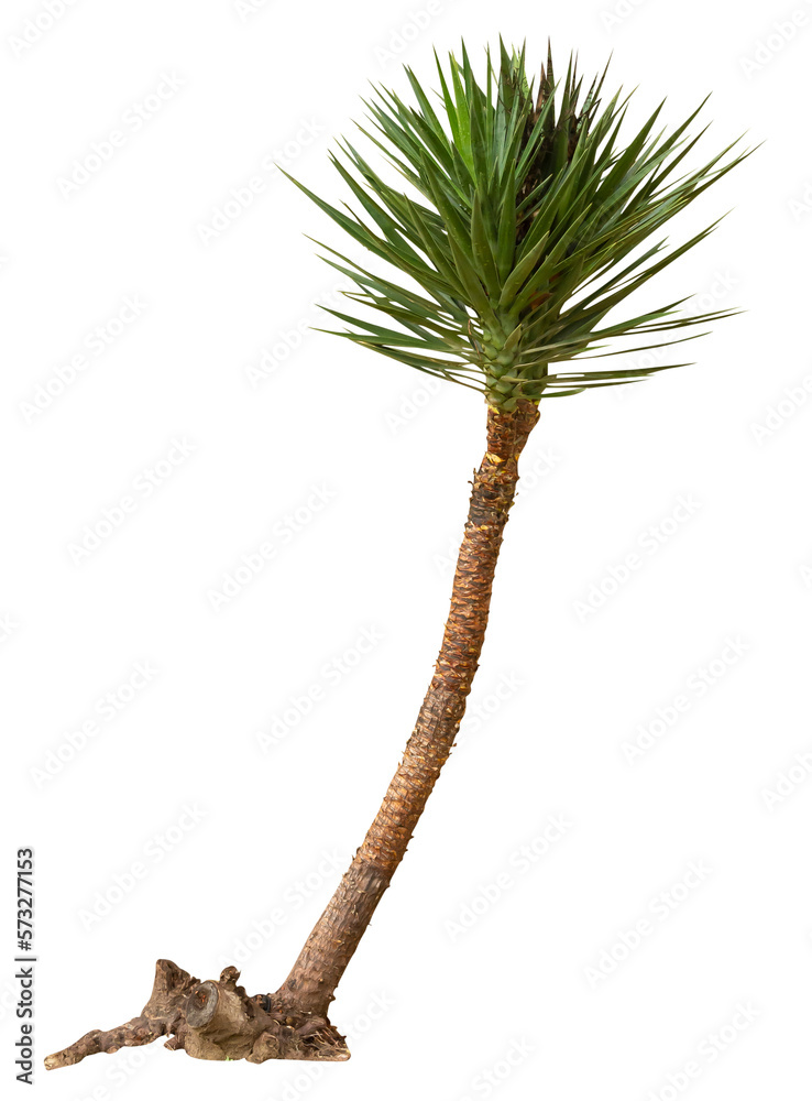 Isolated cutout PNG of a yucca on a transparent background Stock Photo ...