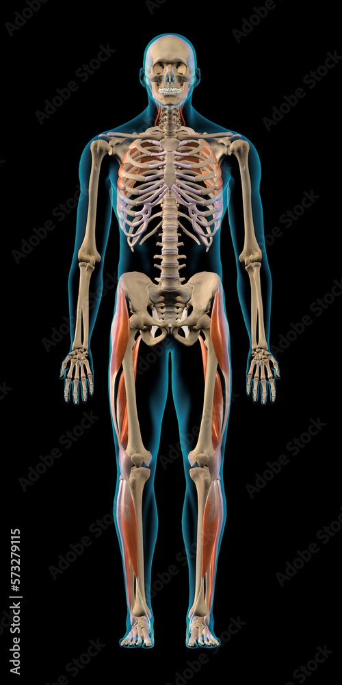 Full Body Anatomical Model of Male Spiral Network of Muscles Frontal ...