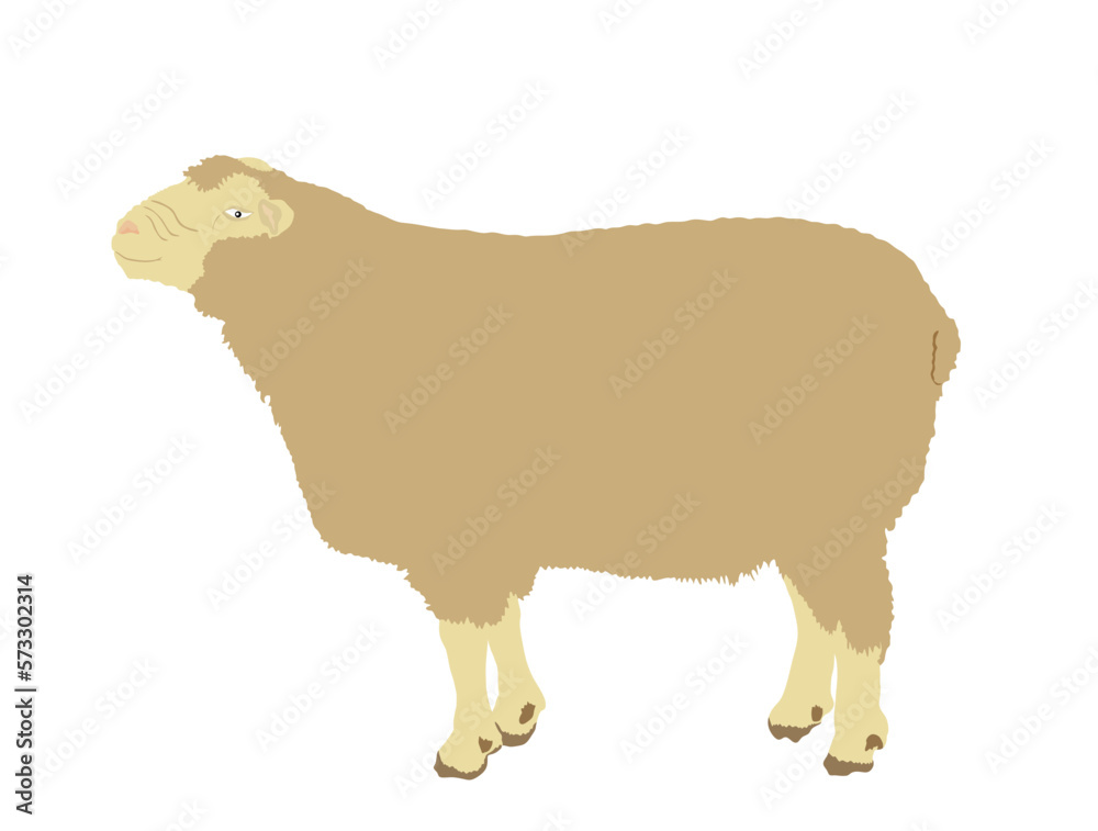 Sheep vector illustration isolated on white background. Lamb meat ...