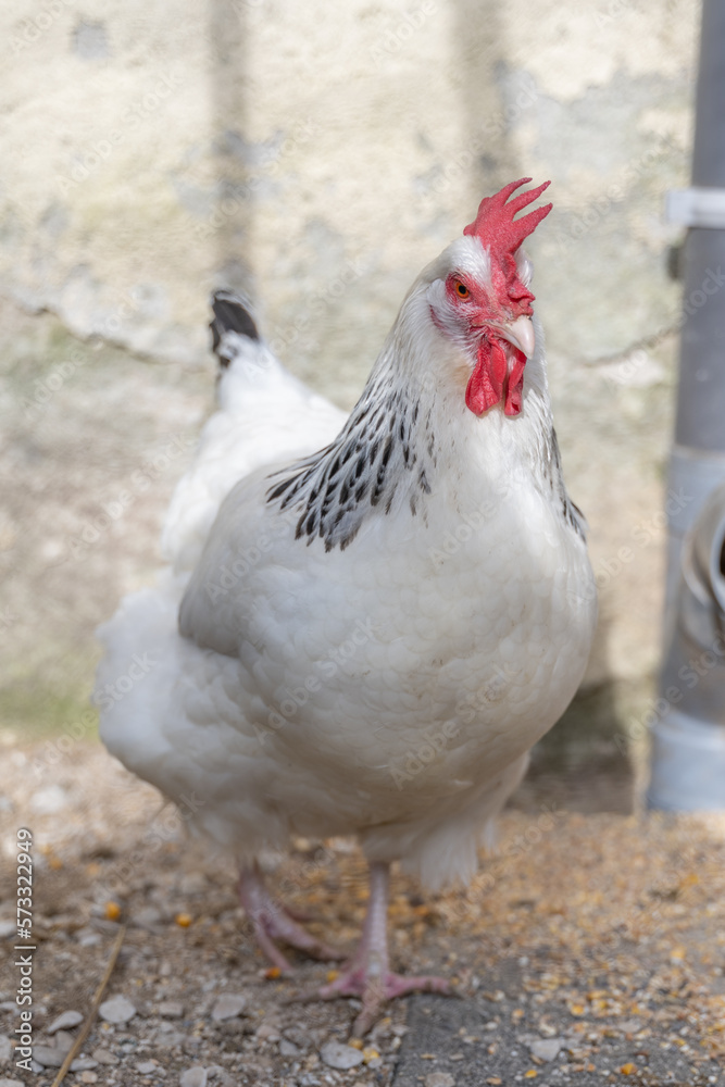 poule blanche et grise avec des crêtes rouges entre ombre et soleil ...