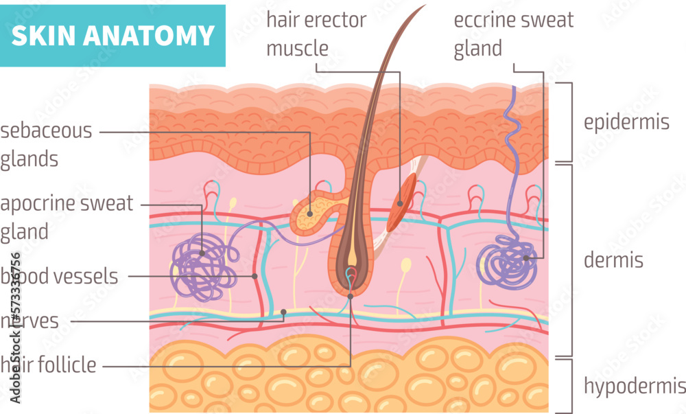 Human Skin Anatomy Infographics Stock Vector | Adobe Stock