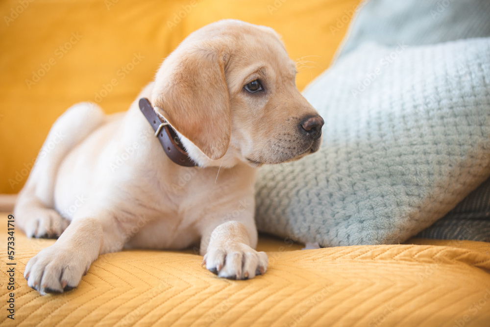 Labrador puppy in home interior Stock Photo | Adobe Stock