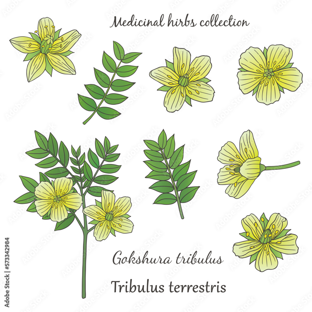 Medicinal herbs collection. Vector hand drawn illustration with a plant ...
